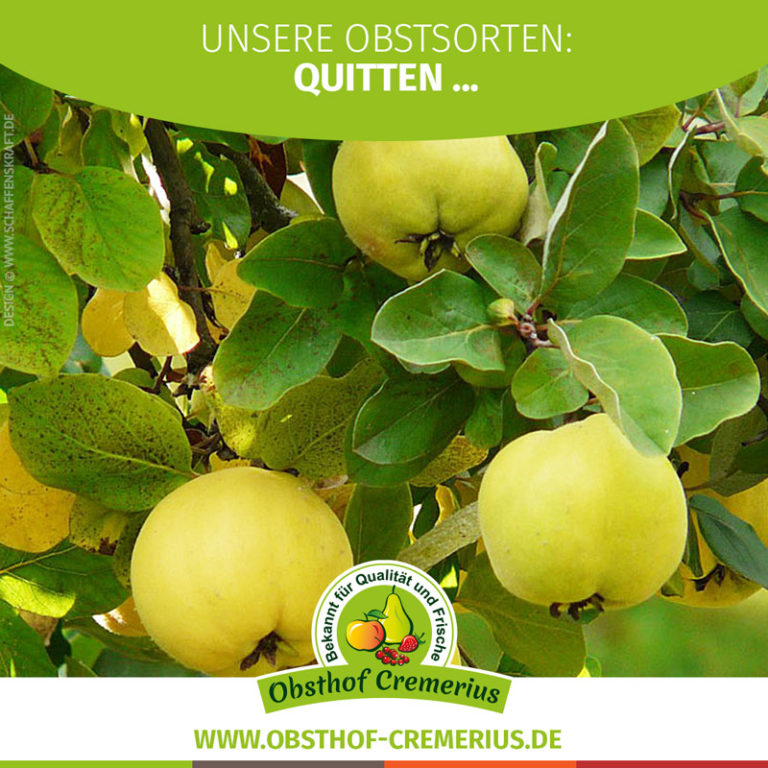 Quitten - Obsthof Cremerius - 📍Meckenheim. Hofladen, frisches Obst ...